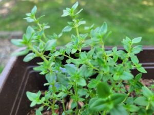Types of Thyme for Cooking: 6 Most Common Culinary Varieties