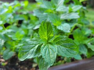 Types of Mint: Discover 13 Mint Varieties for Your Garden