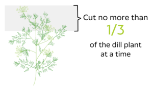 Harvesting Dill: Proven Techniques to Preserve Freshness