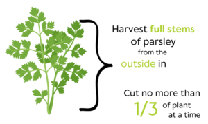 Harvesting Parsley: Useful Tips for Preservation & Storage