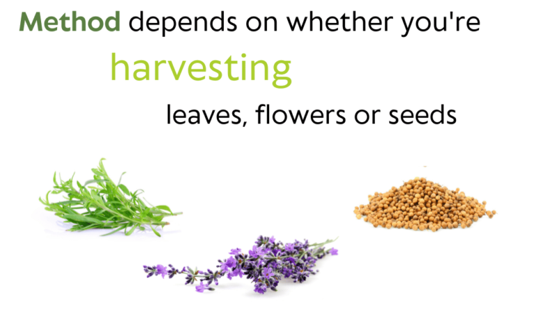Harvesting Herbs: Useful Tips & Techniques - Herb Garden Cooking