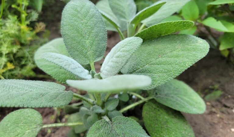 Types of Sage: 6 Best Culinary Varieties to Grow in Your Garden