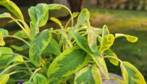 Types of Sage: 6 Best Culinary Varieties to Grow in Your Garden