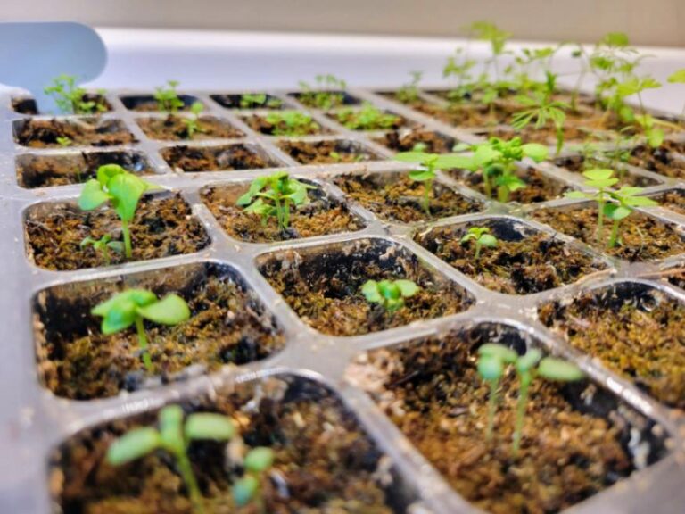 When to Transplant Herb Seedlings to Bigger Pots