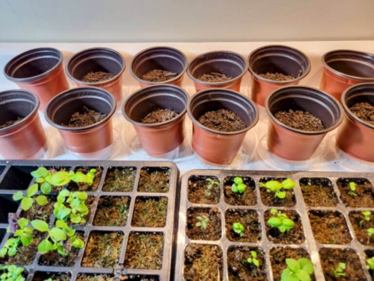 When to Transplant Herb Seedlings to Bigger Pots