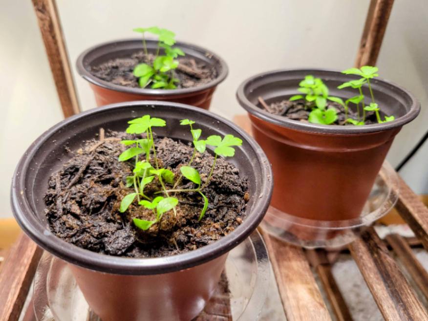 When to Transplant Herb Seedlings to Bigger Pots