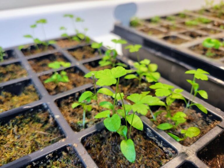 When to Transplant Herb Seedlings to Bigger Pots