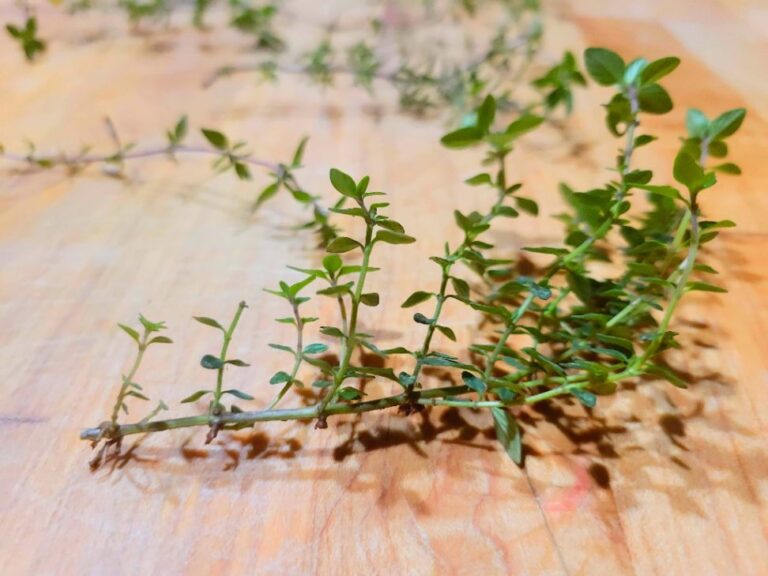 Thyme Guide: Cultivation and Culinary Uses